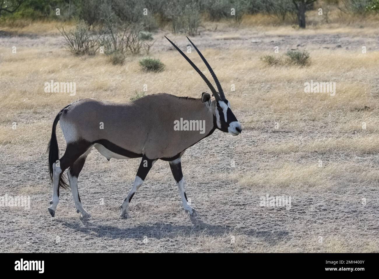 Namibia, oryx standing in the savannah, male animal Stock Photo - Alamy