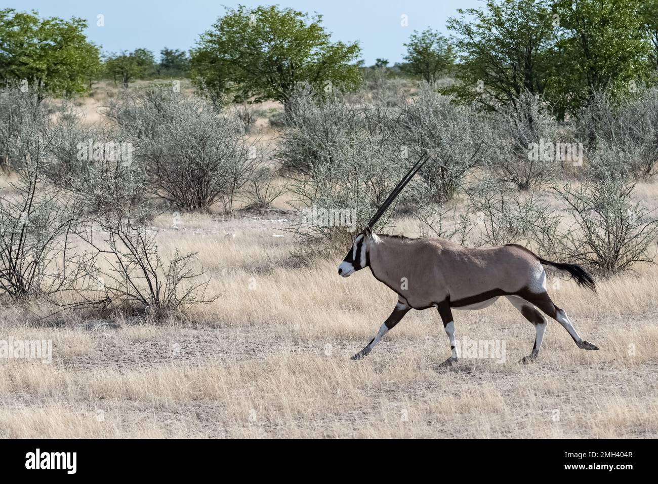 Namibia, oryx running in the savannah, male animal Stock Photo - Alamy