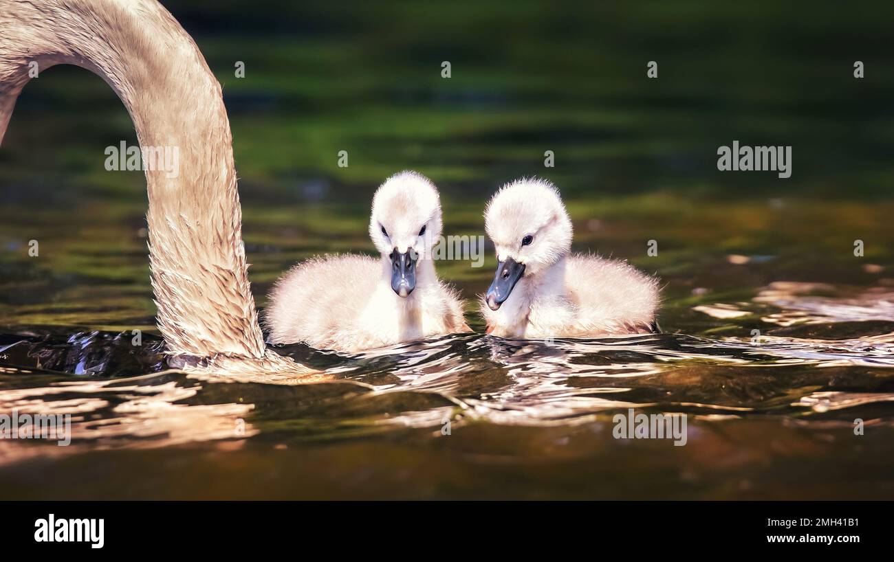 Young swans watch their mother as they hunt for food. The best photo ...