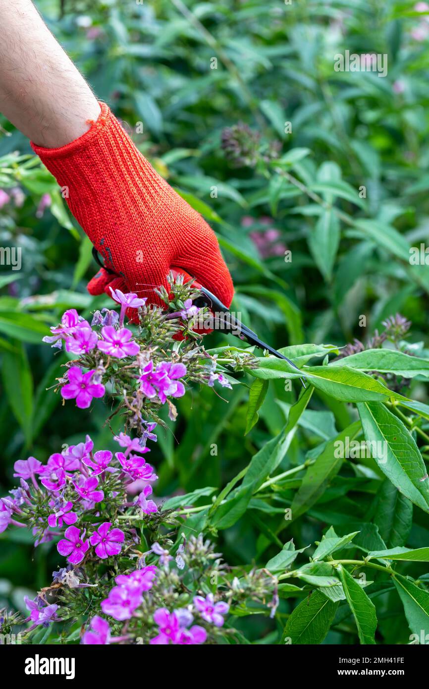 gardener in red gloves makes pruning with pruning shears faded phlox ...