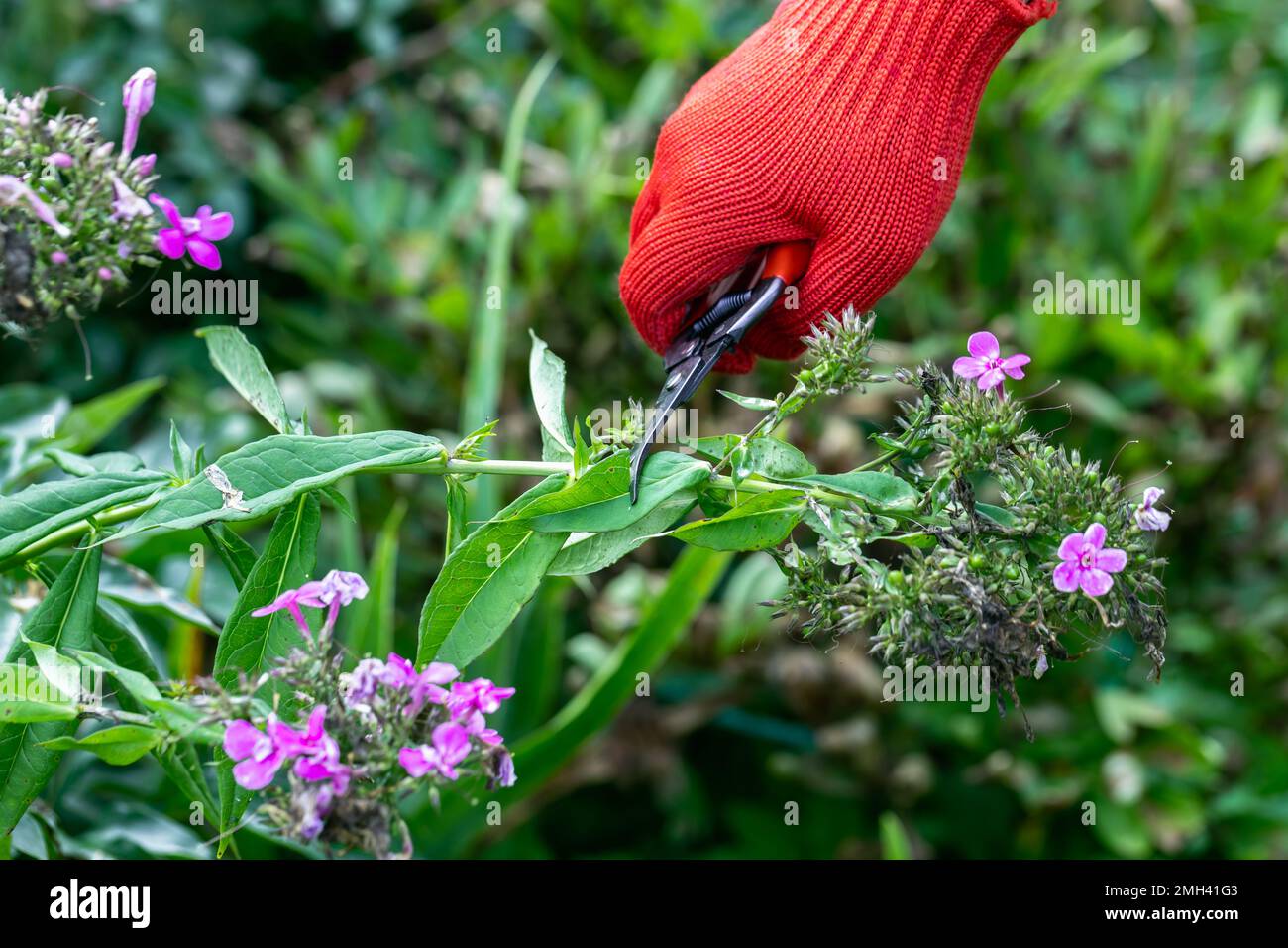 gardener in red gloves makes pruning with pruning shears faded phlox ...