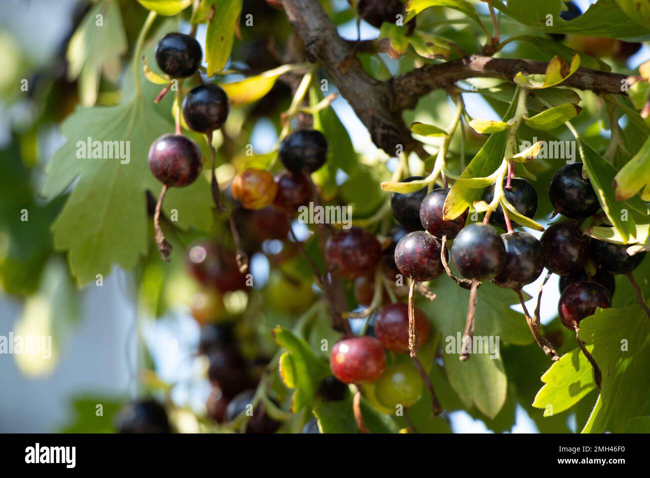 Carnation currant hi-res stock photography and images - Alamy
