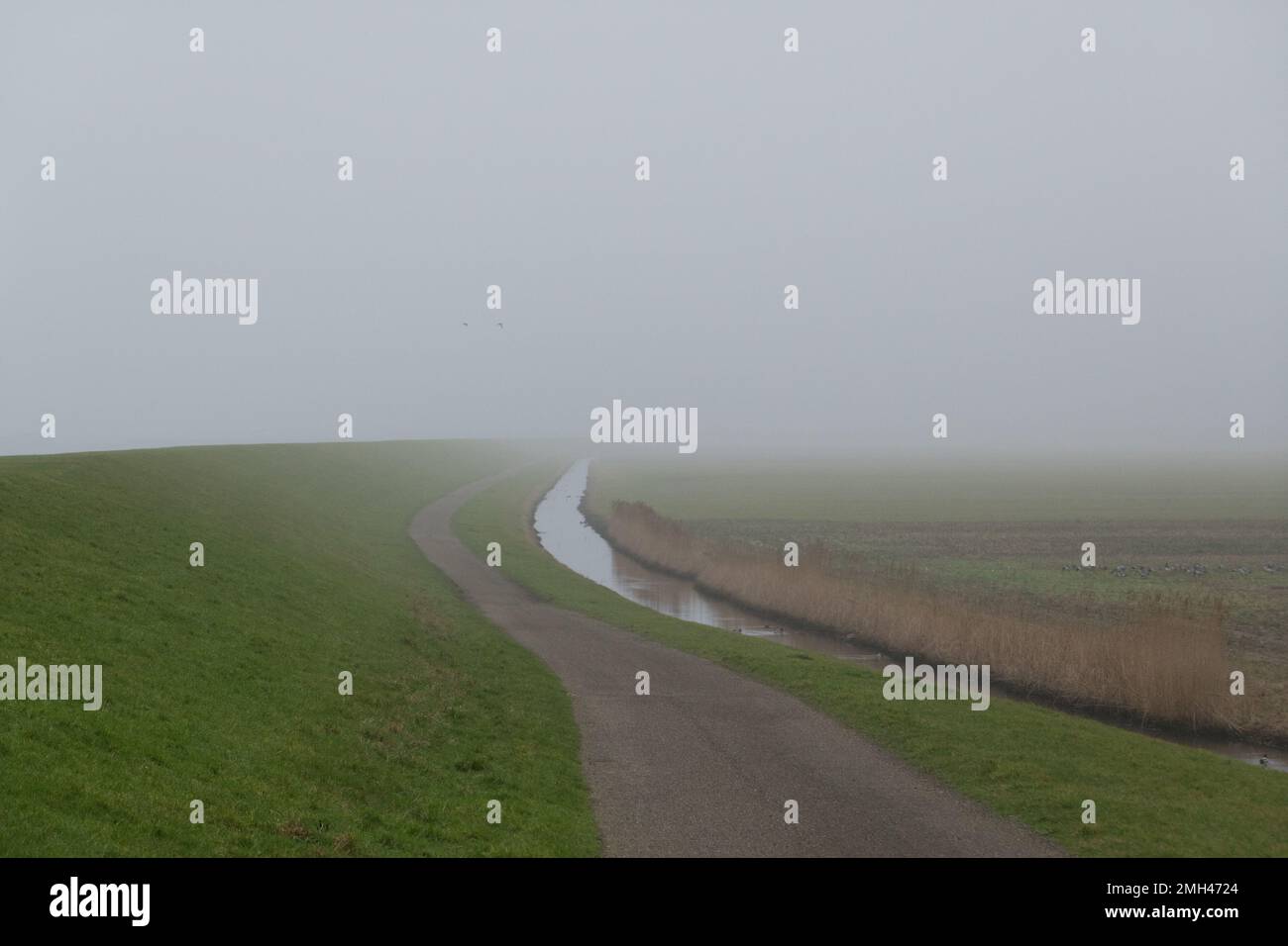 Foggy Dutch landscape, a dike, a ditch and a path leading to the ...