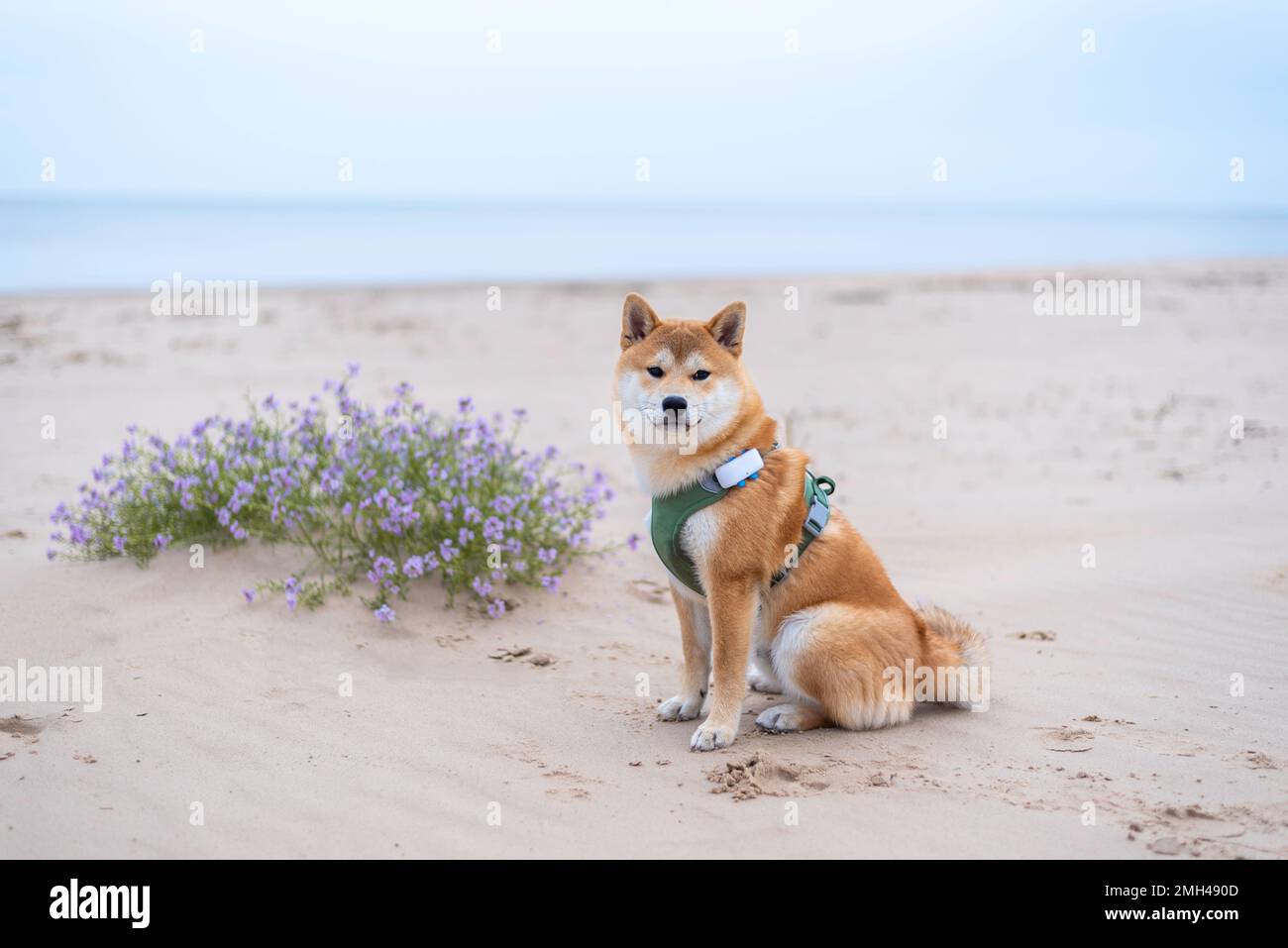 Shiba inu dog is sitting on sandy Baltic sea beach next to beatiful ...
