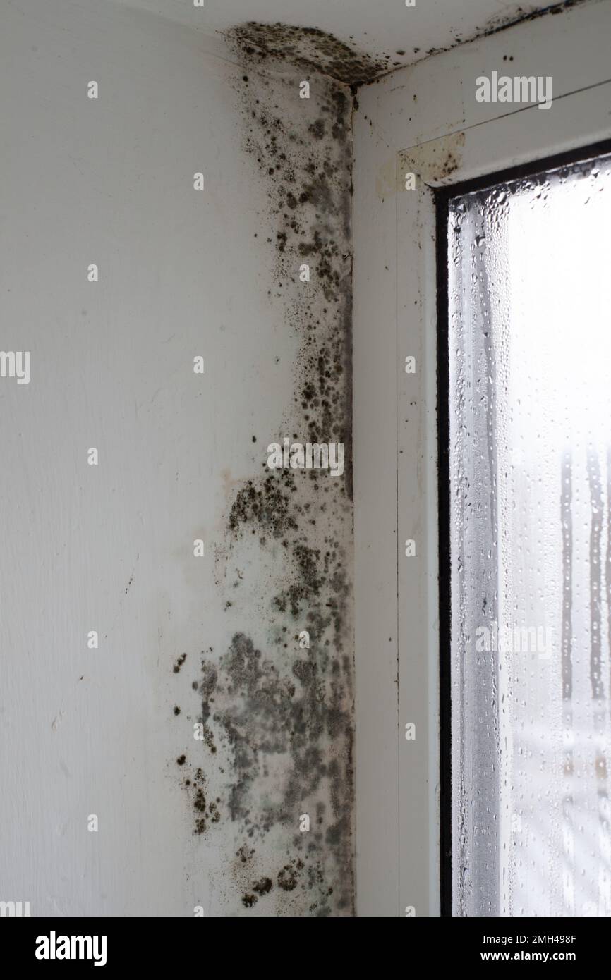 Fungus on the windowsill. Mold in the house Stock Photo - Alamy