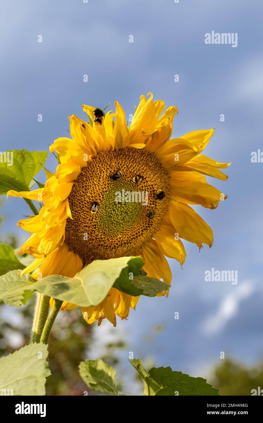 Lifestyle bloom hi-res stock photography and images - Alamy