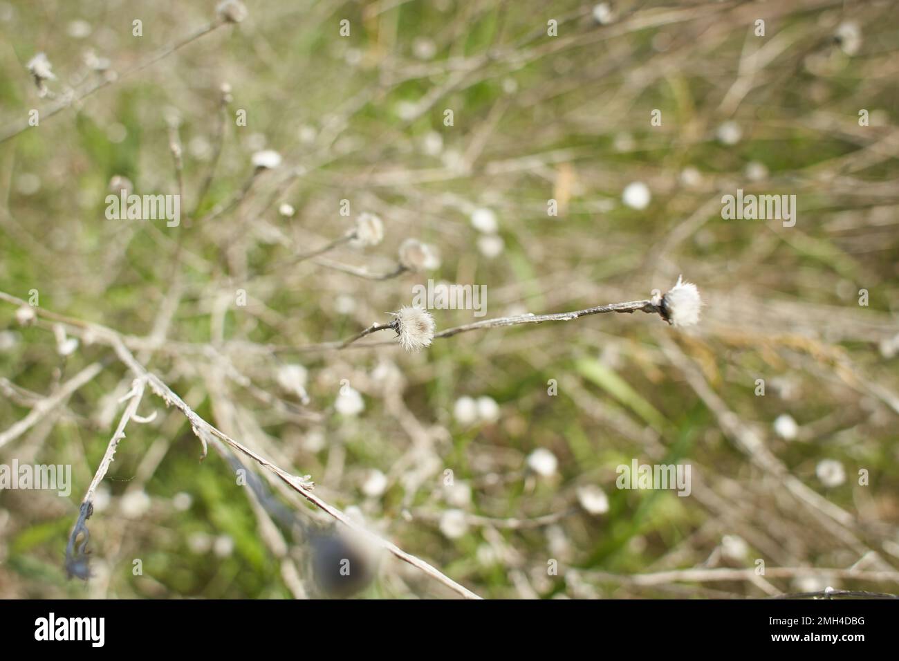 Tiny white flowers on dry twigs of wild plant bushes with blurry ...