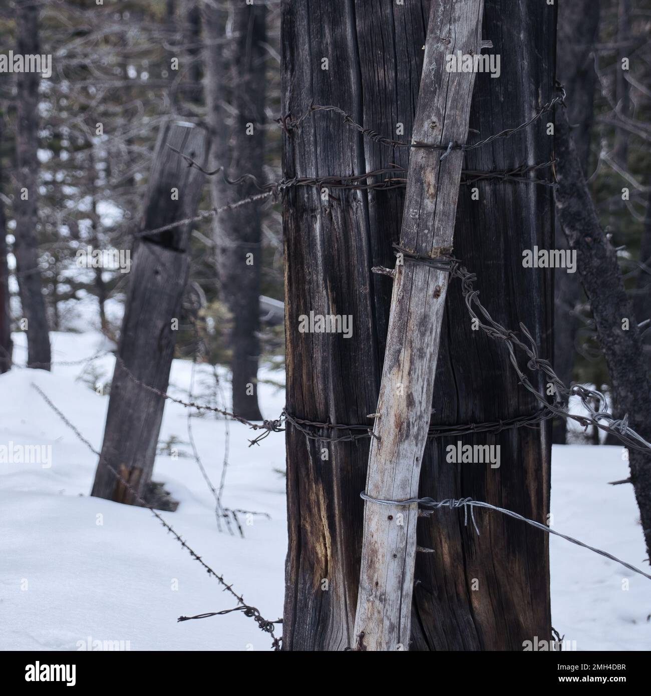 Wooden fence posts with barbed wire in the Bighorn National Forest on a ...