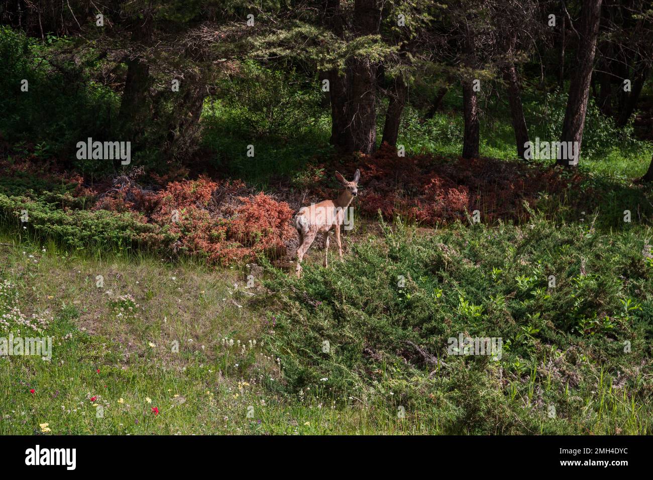 Mule deer in a forest landscape. Wildlife animals. Close-up shot of ...