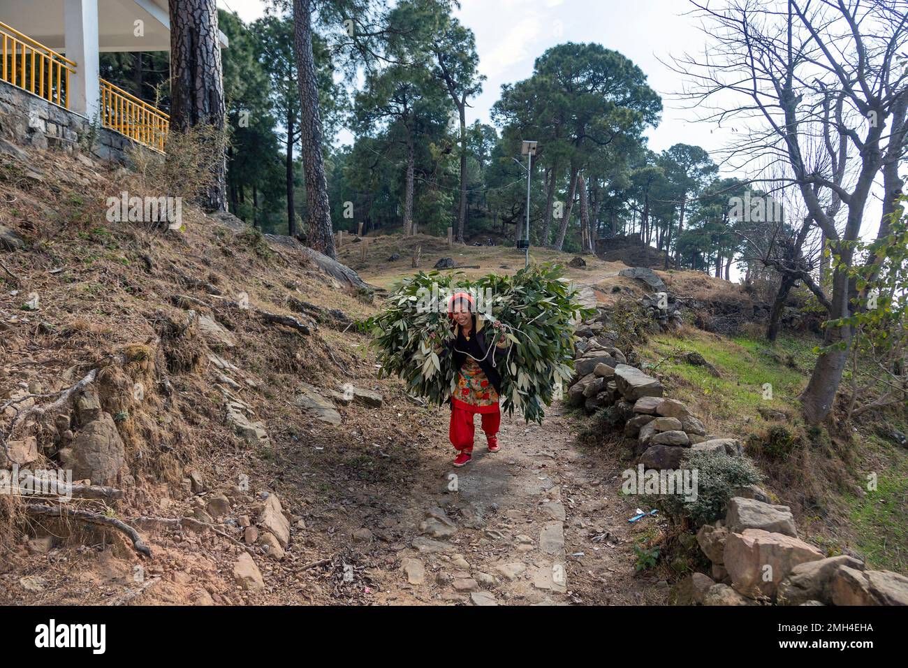 A woman carries oak leaves collected from a forest surrounding her ...