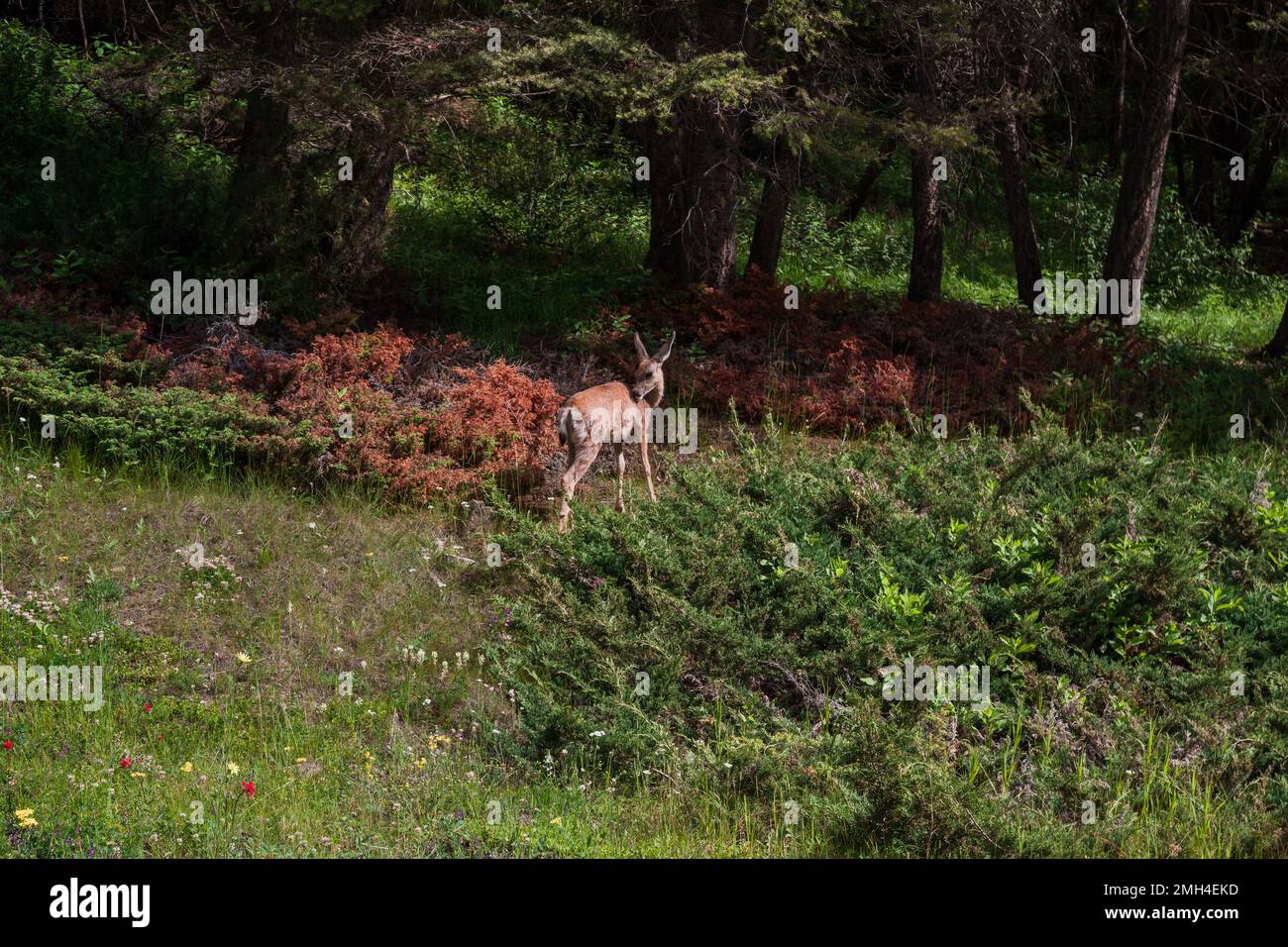 Mule deer in a forest landscape. Wildlife animals. Close-up shot of ...
