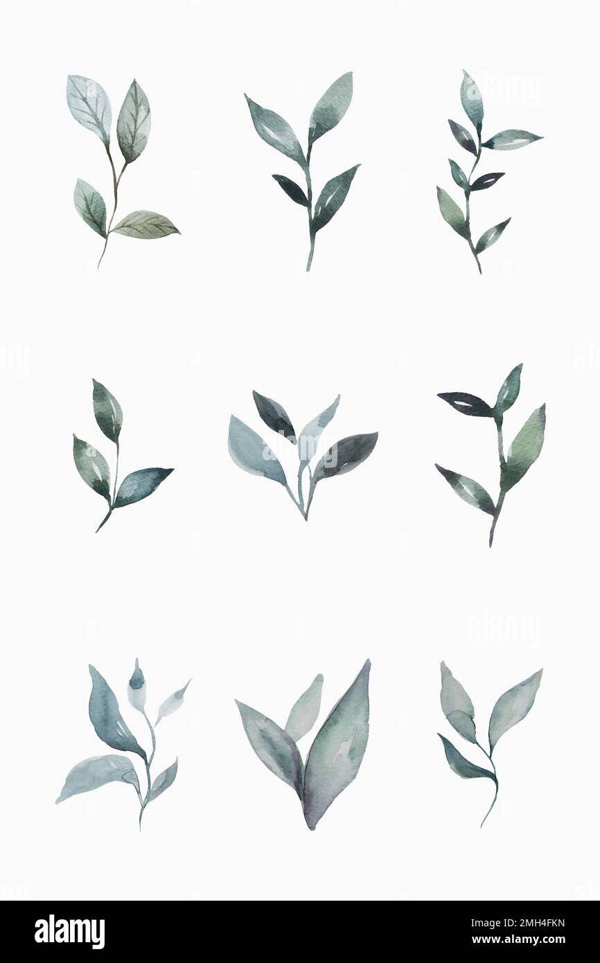 Hand painted watercolor leaves vector set Stock Vector Image & Art - Alamy