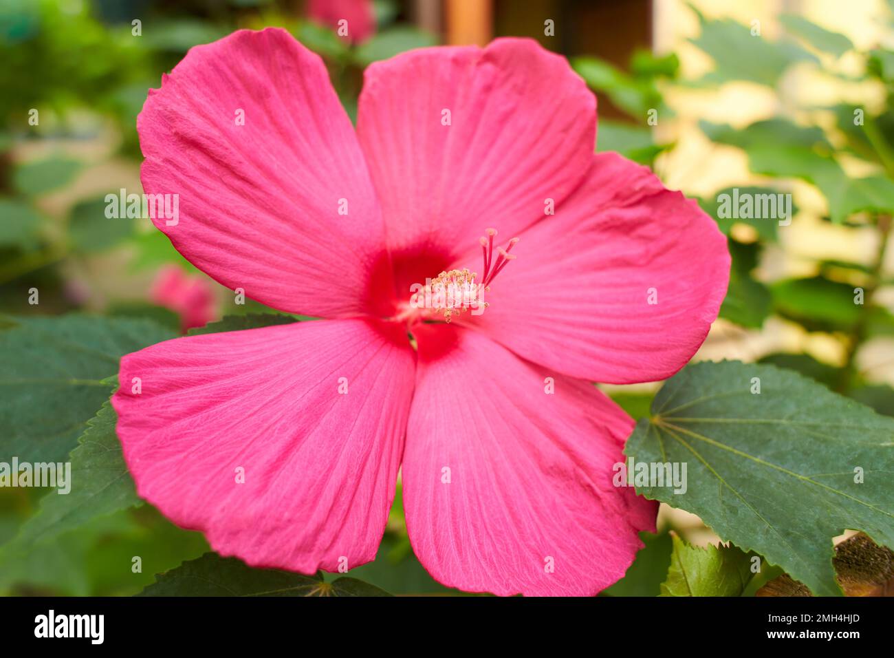 Close up of blooming pink Hibiscus Moscheutos. Swamp rose mallow Stock ...