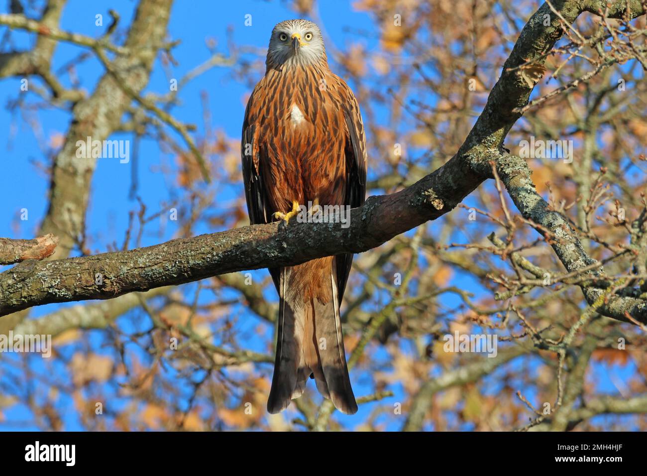 Red kite perched in an oak tree with blue sky background Stock Photo ...