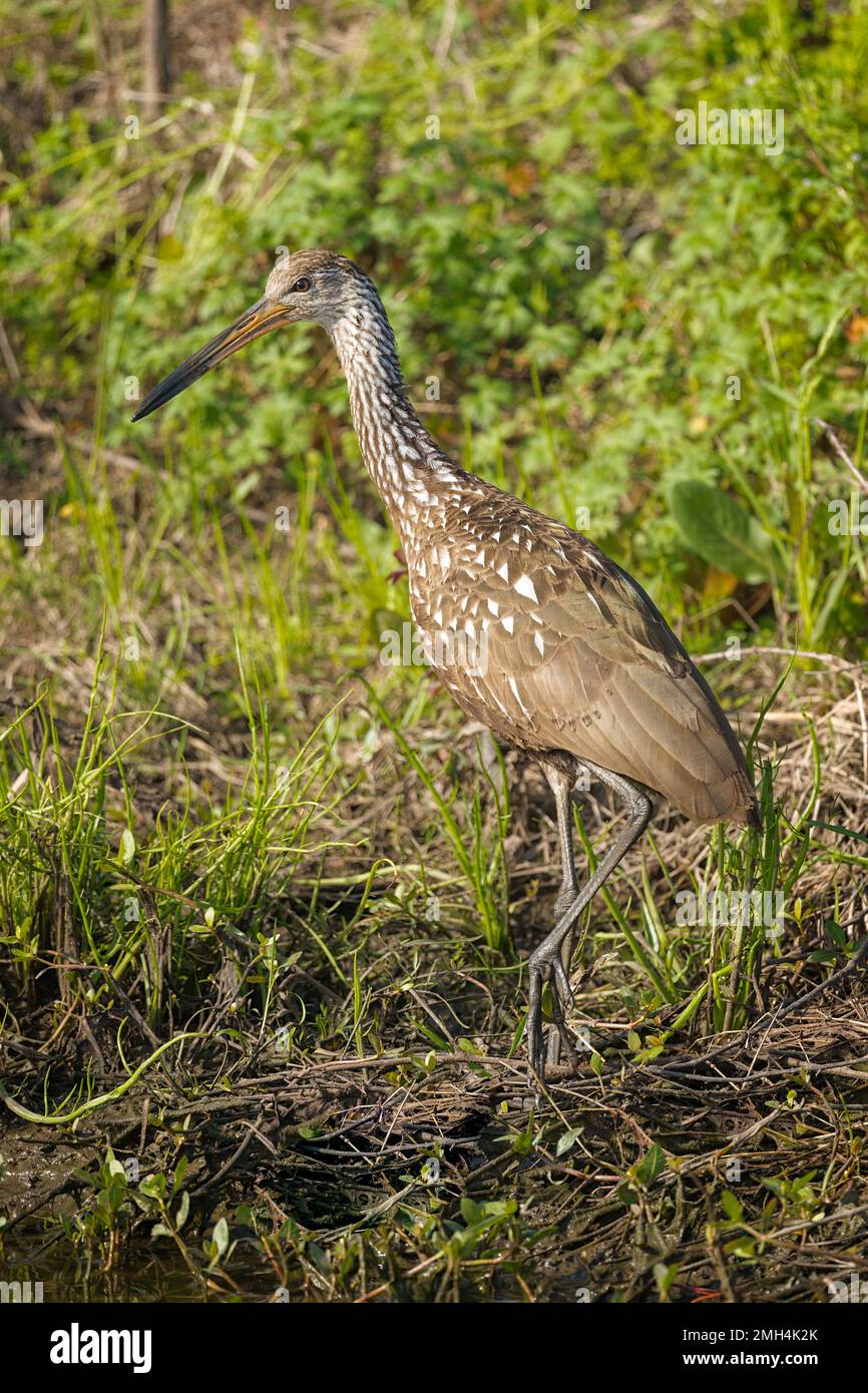 A Limpkin hunting for Apple Snails. A new visitor to the Pelican State ...