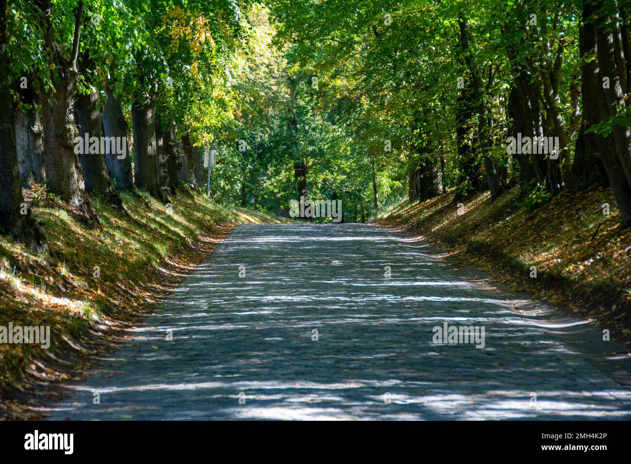Paved road between green trees by sunshine Stock Photo - Alamy