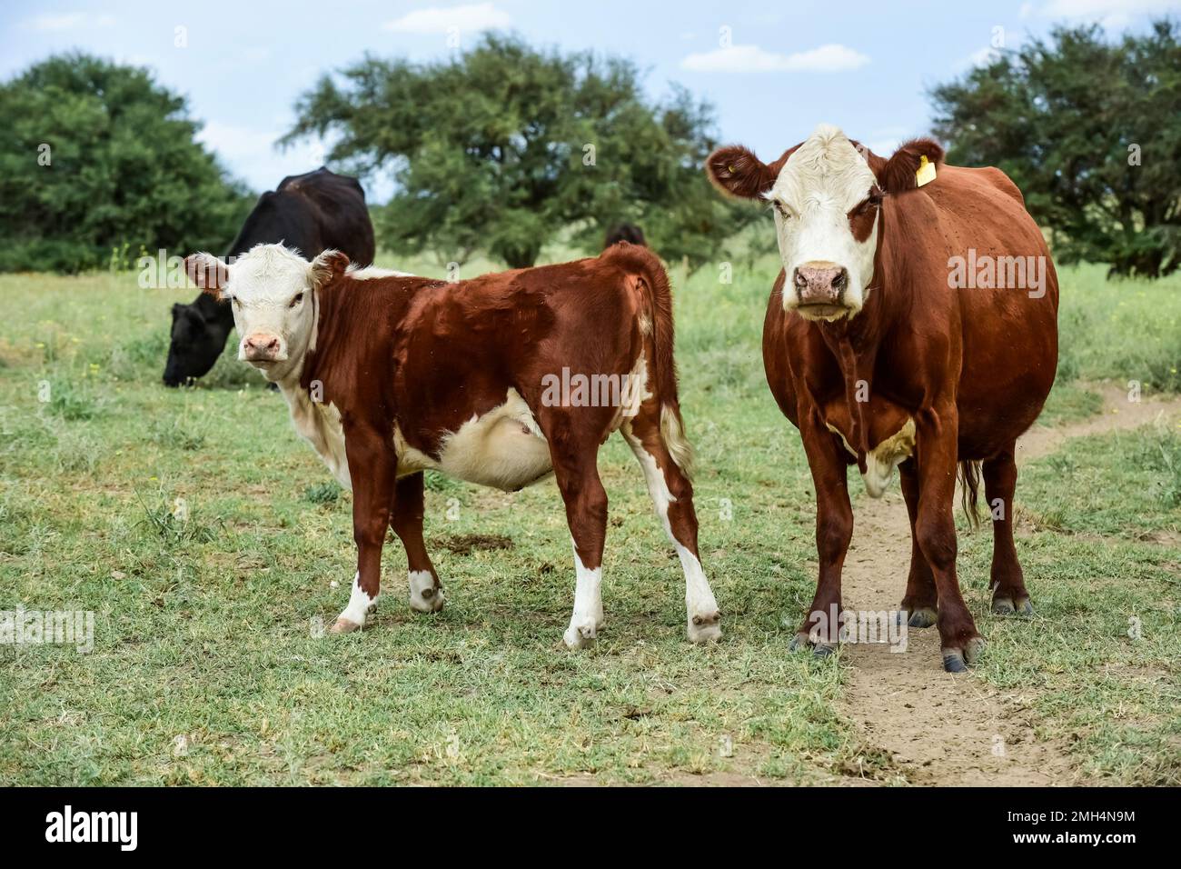 Cattle and calf in the Argentine countryside, Patagonia, Argentina ...