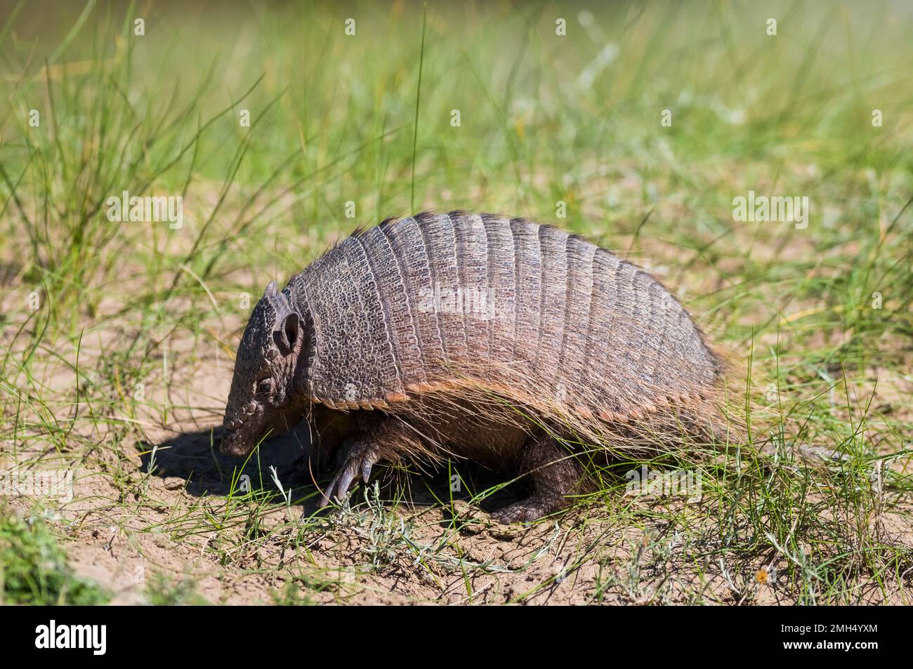 Armadillo in desert environment, Peninsula Valdes, Unesco World ...