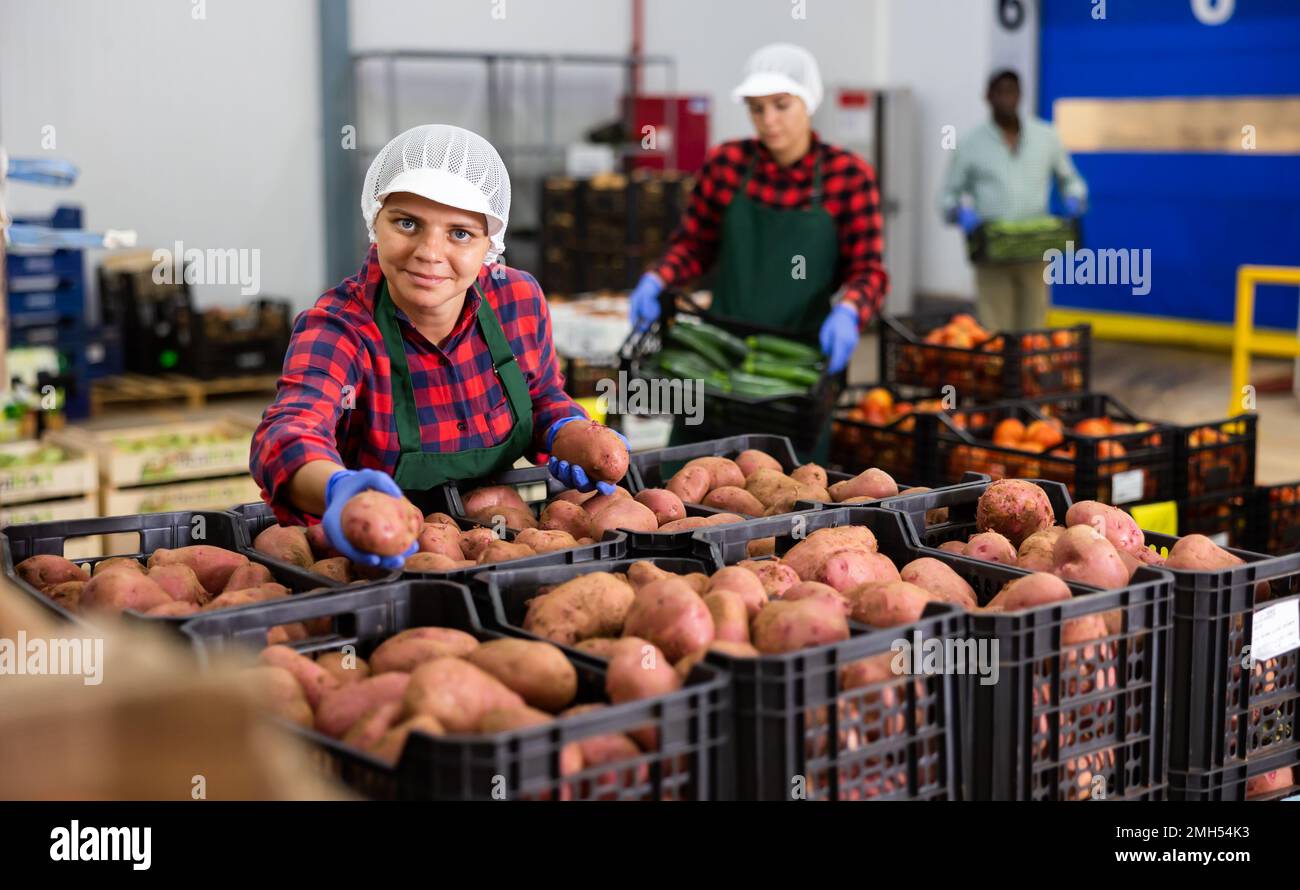 Warehouse worker checks the quality of harvested potato crop Stock ...