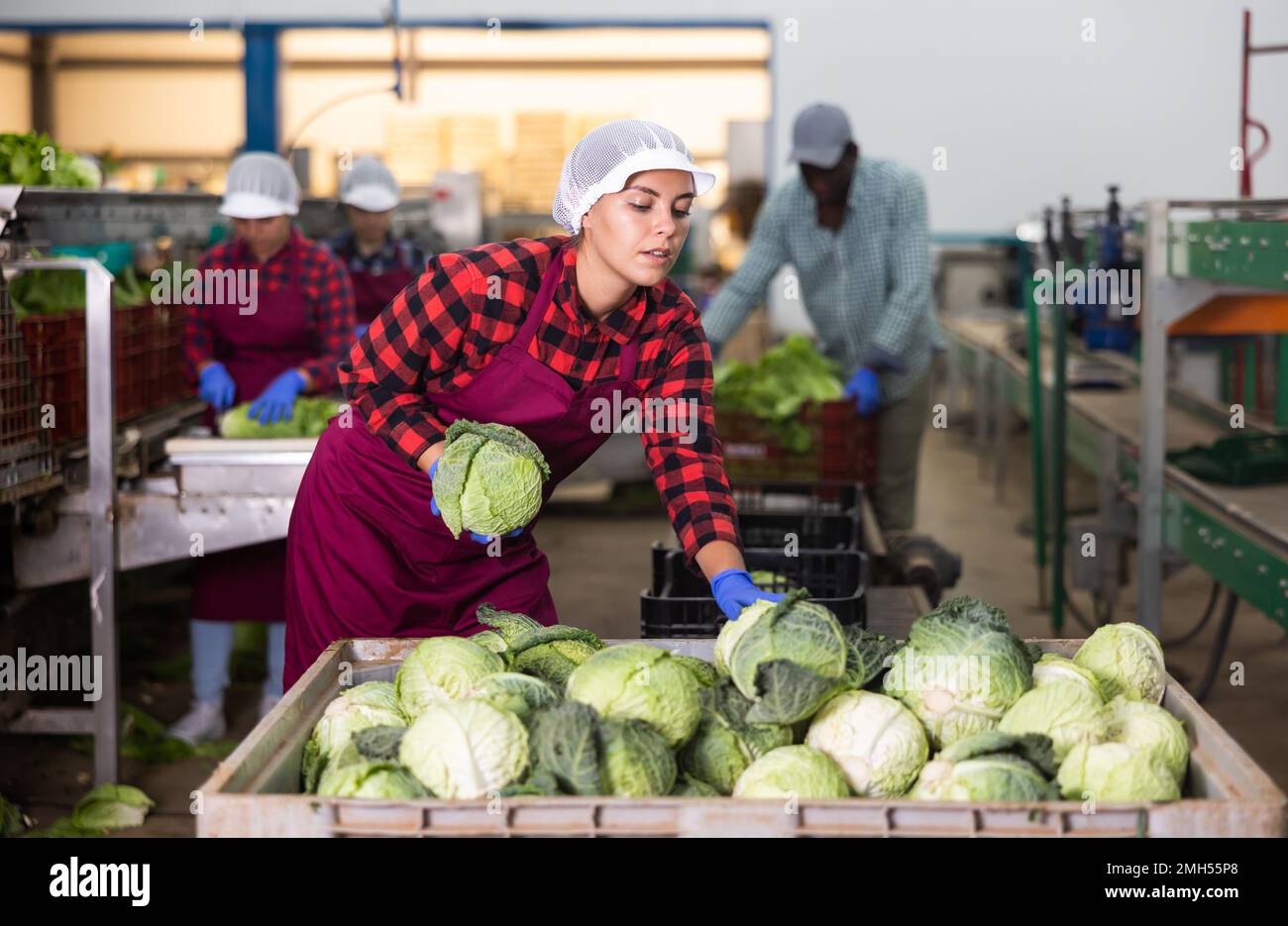 Young woman sorting cabbage in vegetable factory Stock Photo - Alamy
