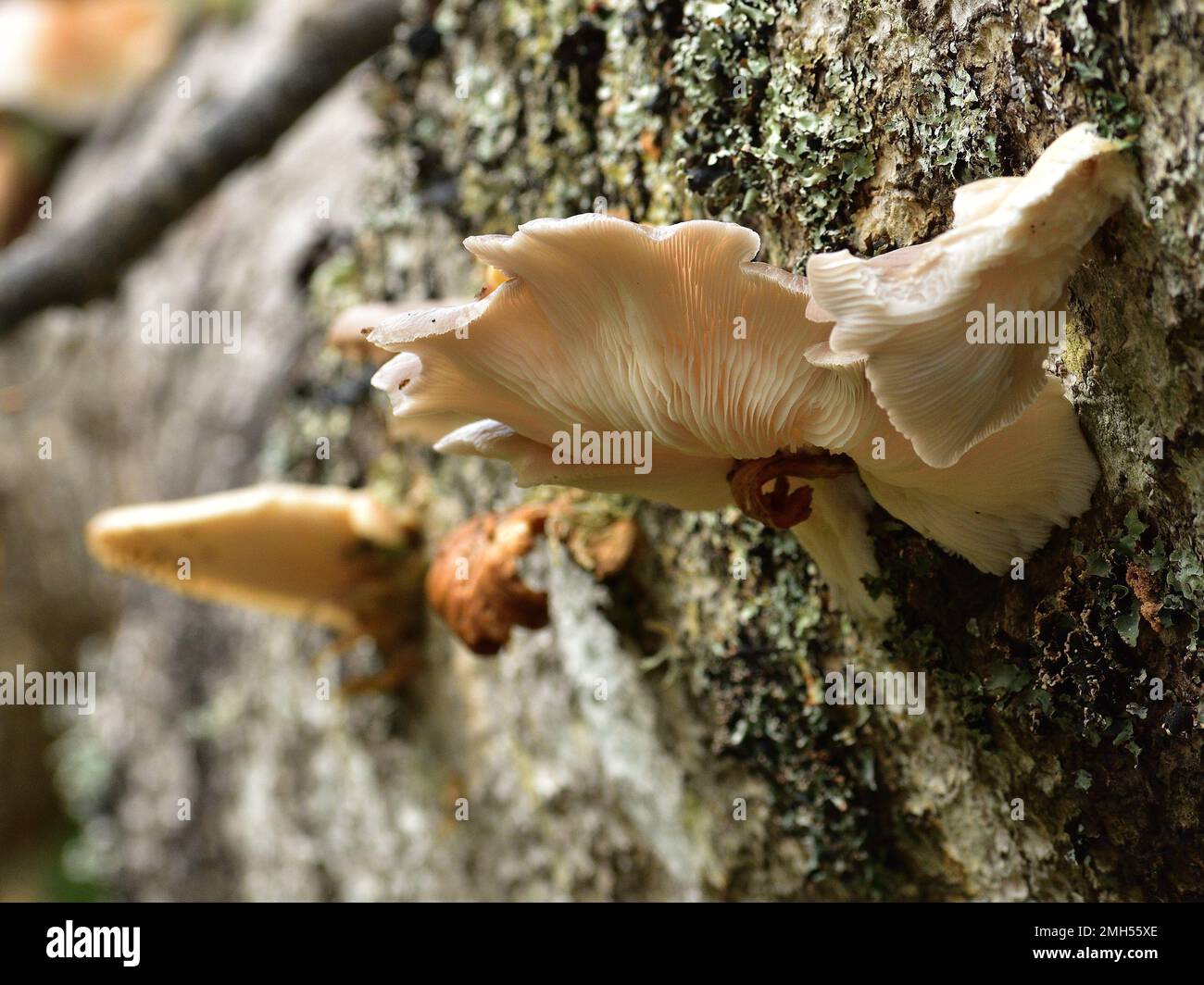Oyster mushrooms growing hi-res stock photography and images - Alamy