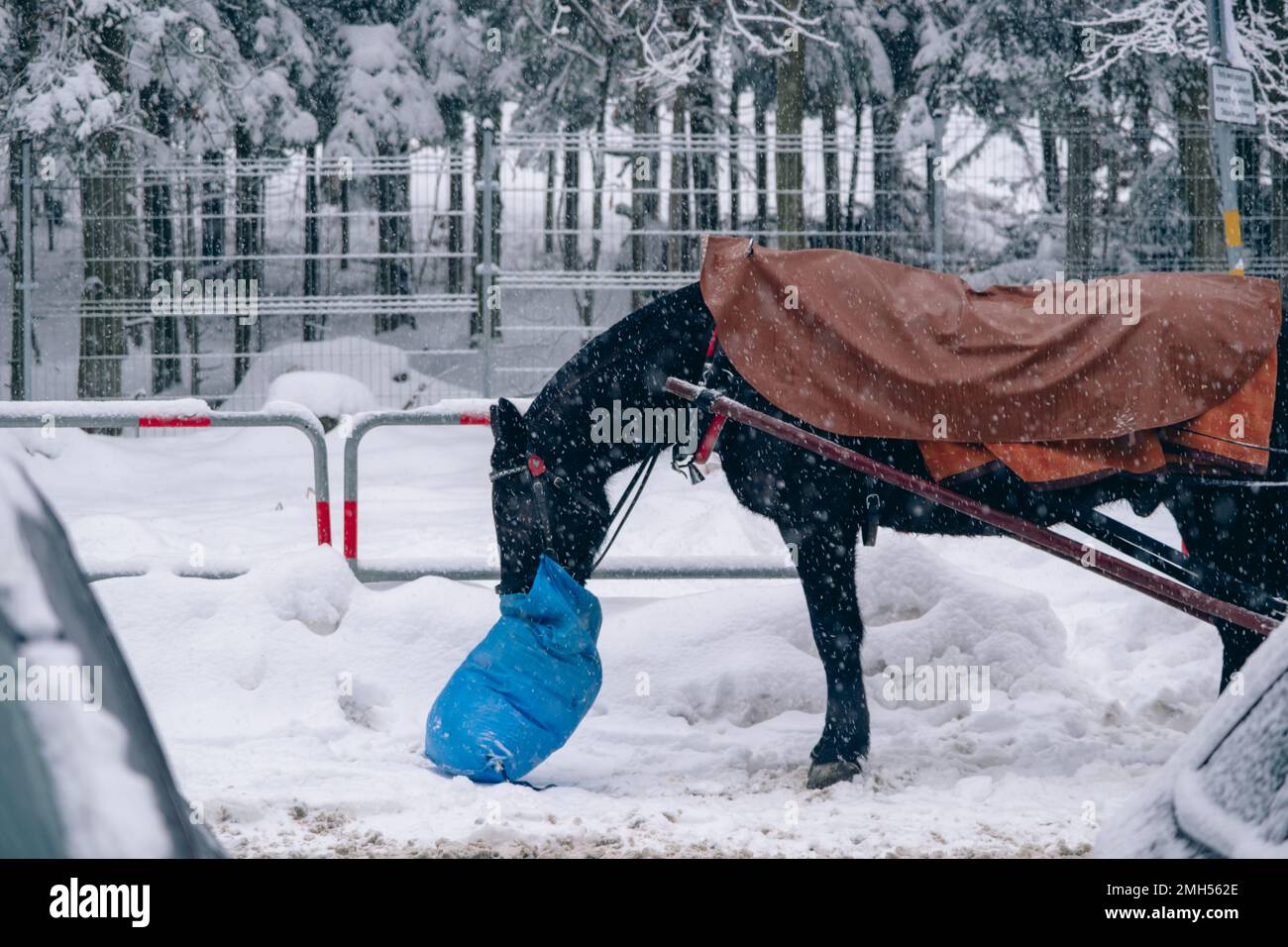 A harnessed horse in the snow eating from a sack in winter Stock Photo ...