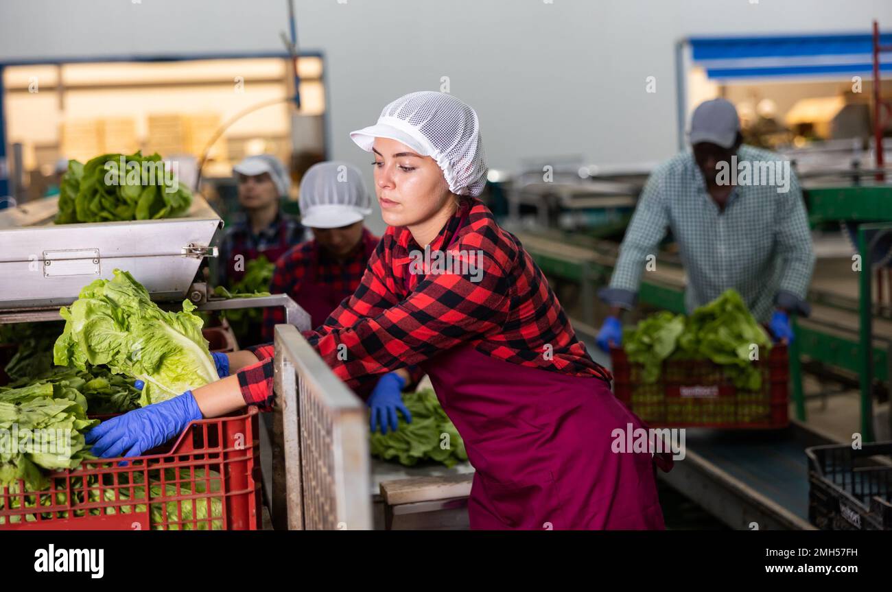 Vegetable selection packing hi-res stock photography and images - Alamy