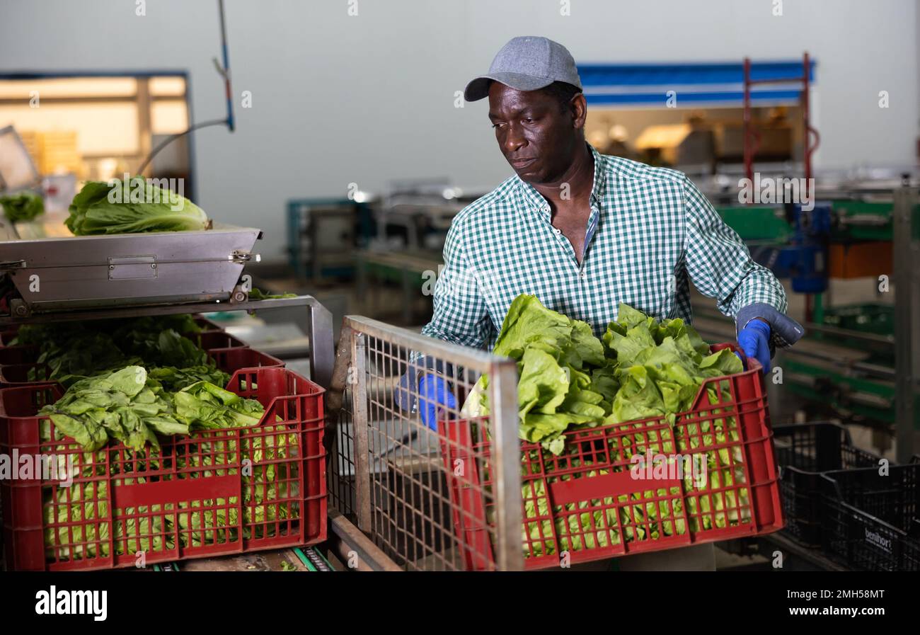 Vegetable processing line hi-res stock photography and images - Alamy