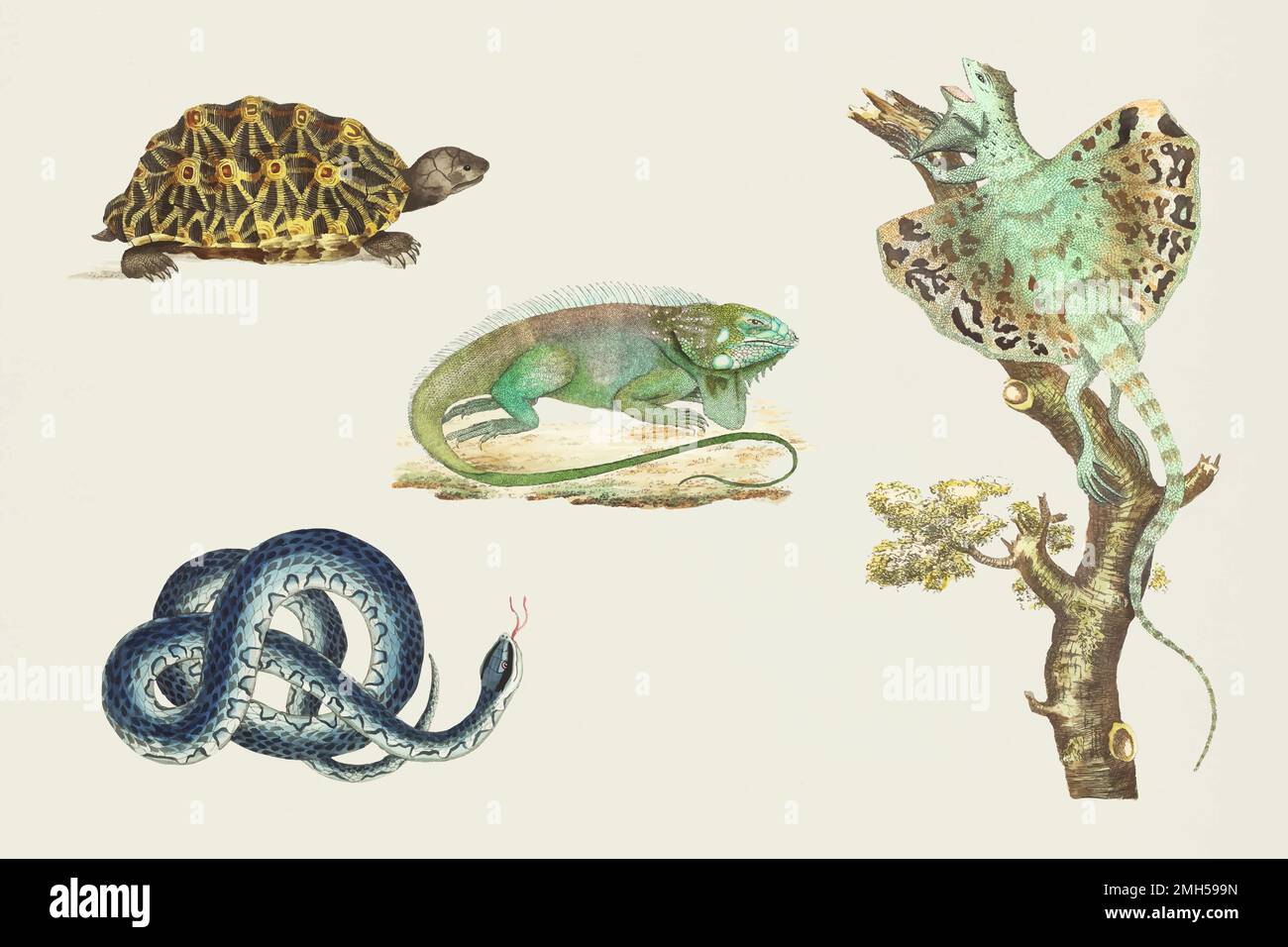 Vector reptile colorful stickers vintage set Stock Vector Image & Art ...