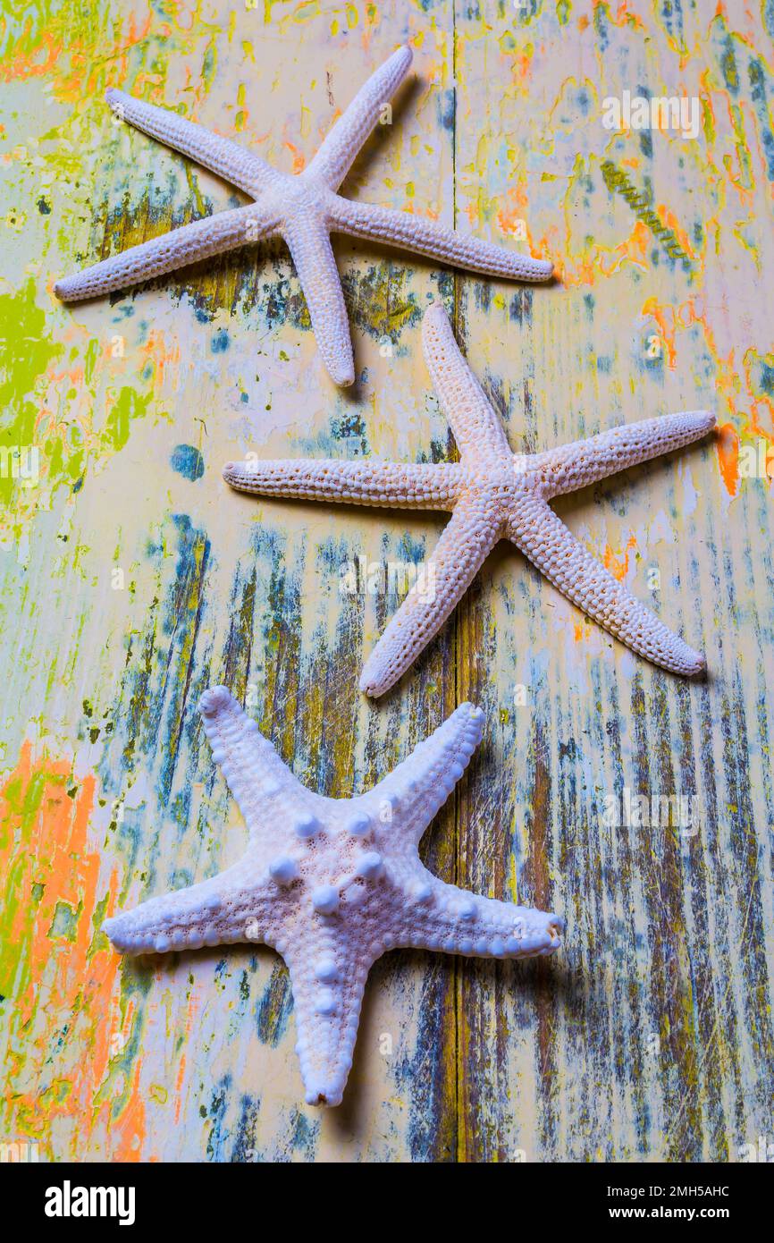 White starfish hi-res stock photography and images - Alamy