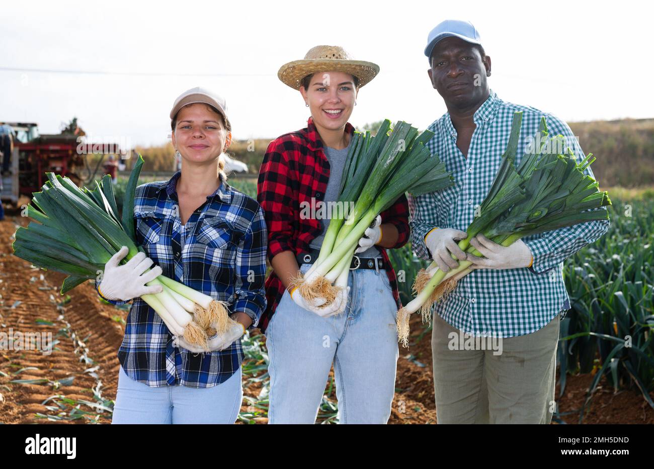 Positive farmers with leek crop on vegetable field Stock Photo - Alamy