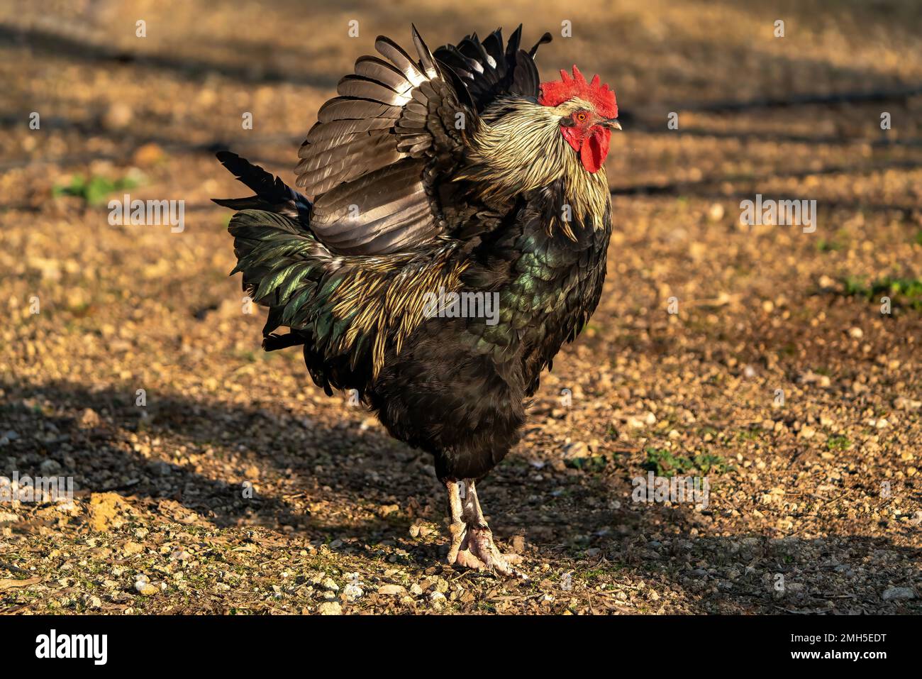 Colorful rooster crowing in his coop Stock Photo - Alamy