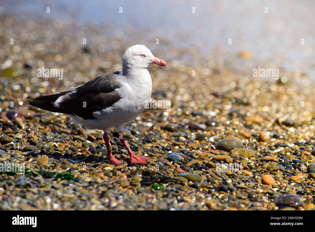 Dolphin gull.Leucophaeus scoresbii.Puerto Deseado Stock Photo - Alamy