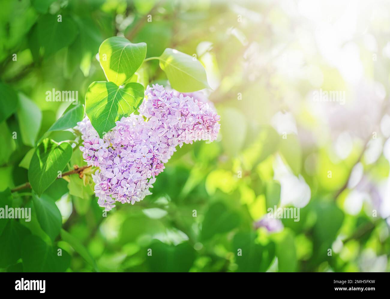 beautiful lilac flowers branch on a green background, natural spring ...