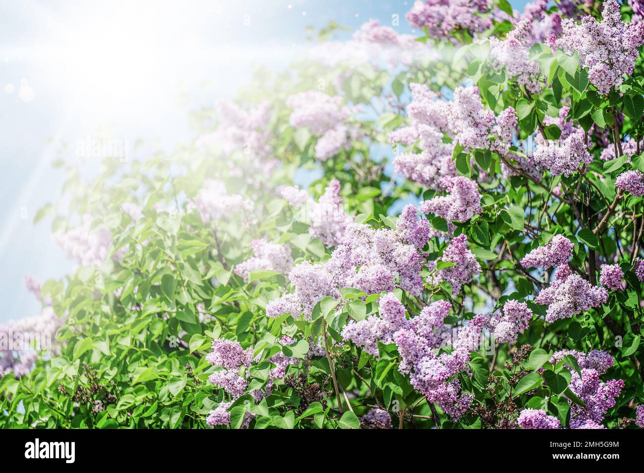 beautiful lilac flowers branch on a sunlight background, natural spring ...