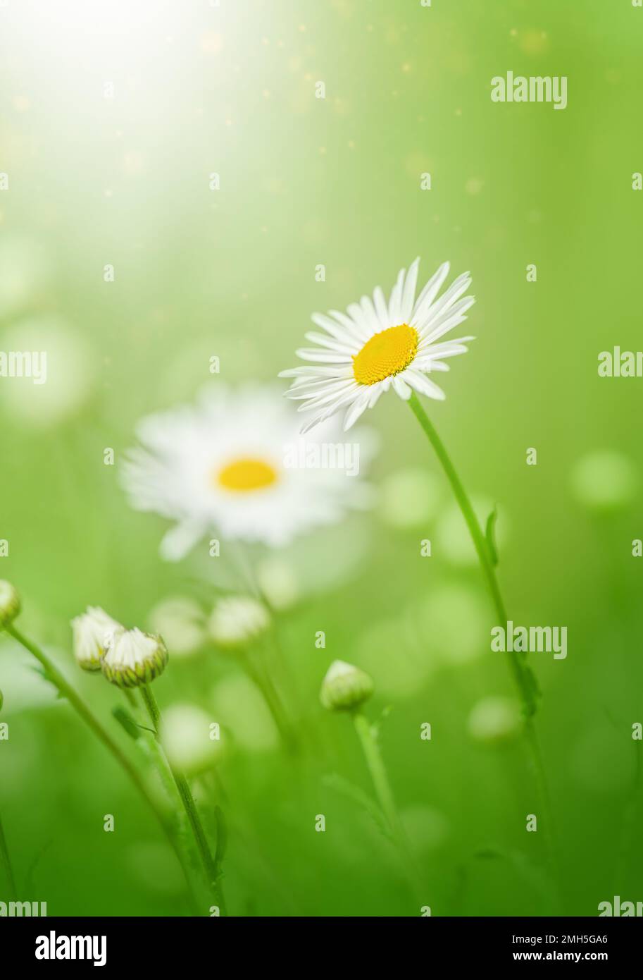 Sun flares hi-res stock photography and images - Alamy