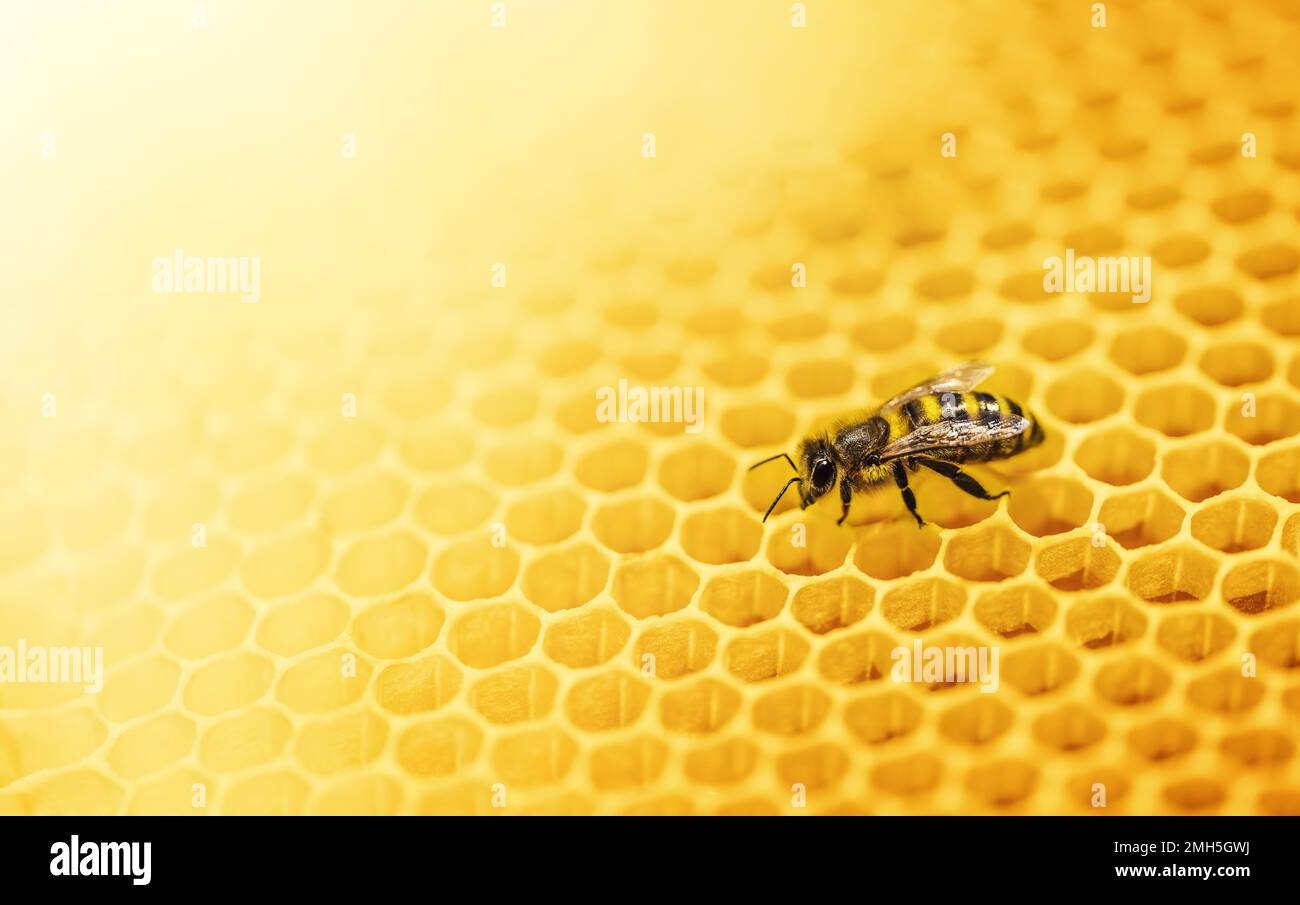 Macro photo of a bee hive on a honeycomb with copyspace. Beekeeping ...