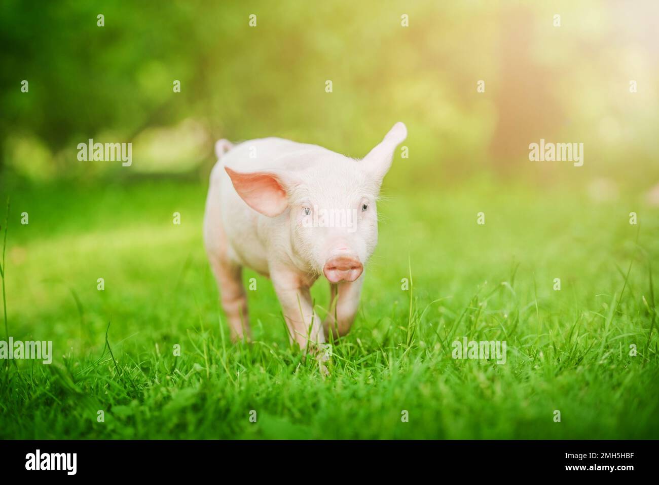 Pig piglet running hi-res stock photography and images - Alamy