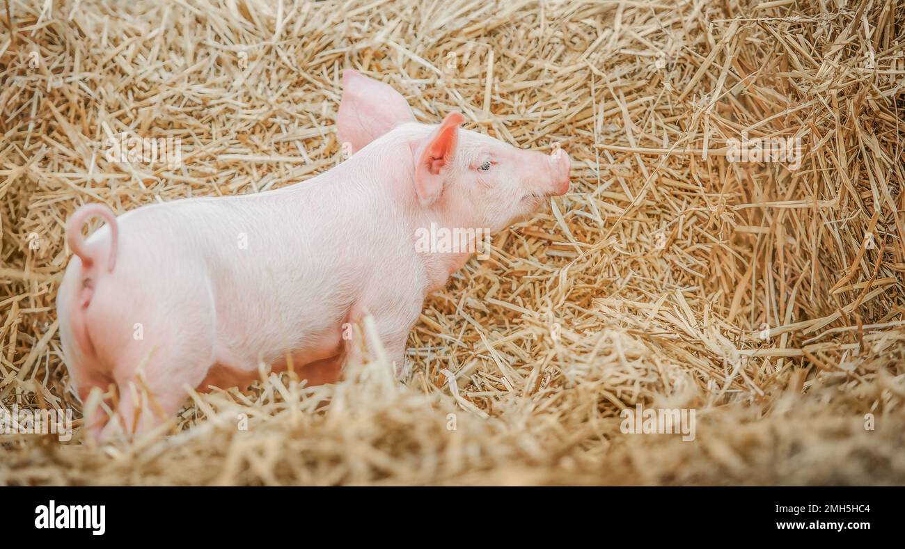 Piglet young animal mammal pig hi-res stock photography and images - Alamy