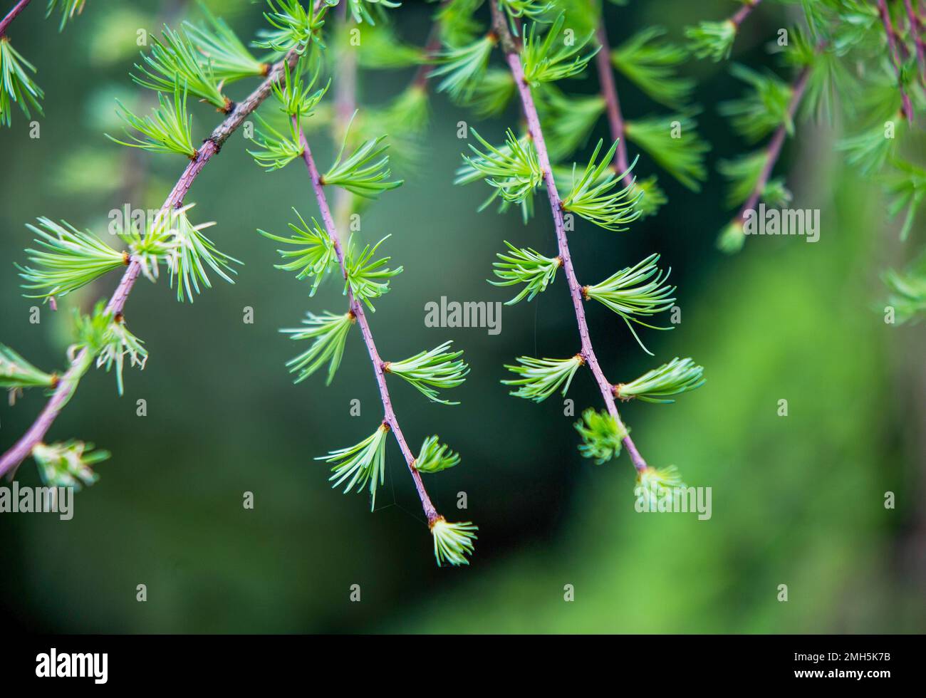 Fresh larch tree neddles in Japanese garden of WroclawLate April (24 ...