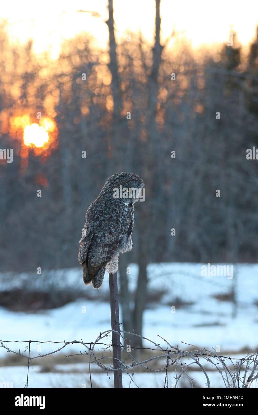 Great gray owl at sunset Stock Photo - Alamy