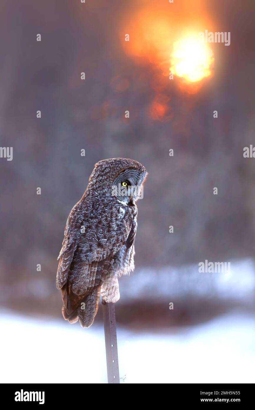 Owl at sunset hi-res stock photography and images - Alamy