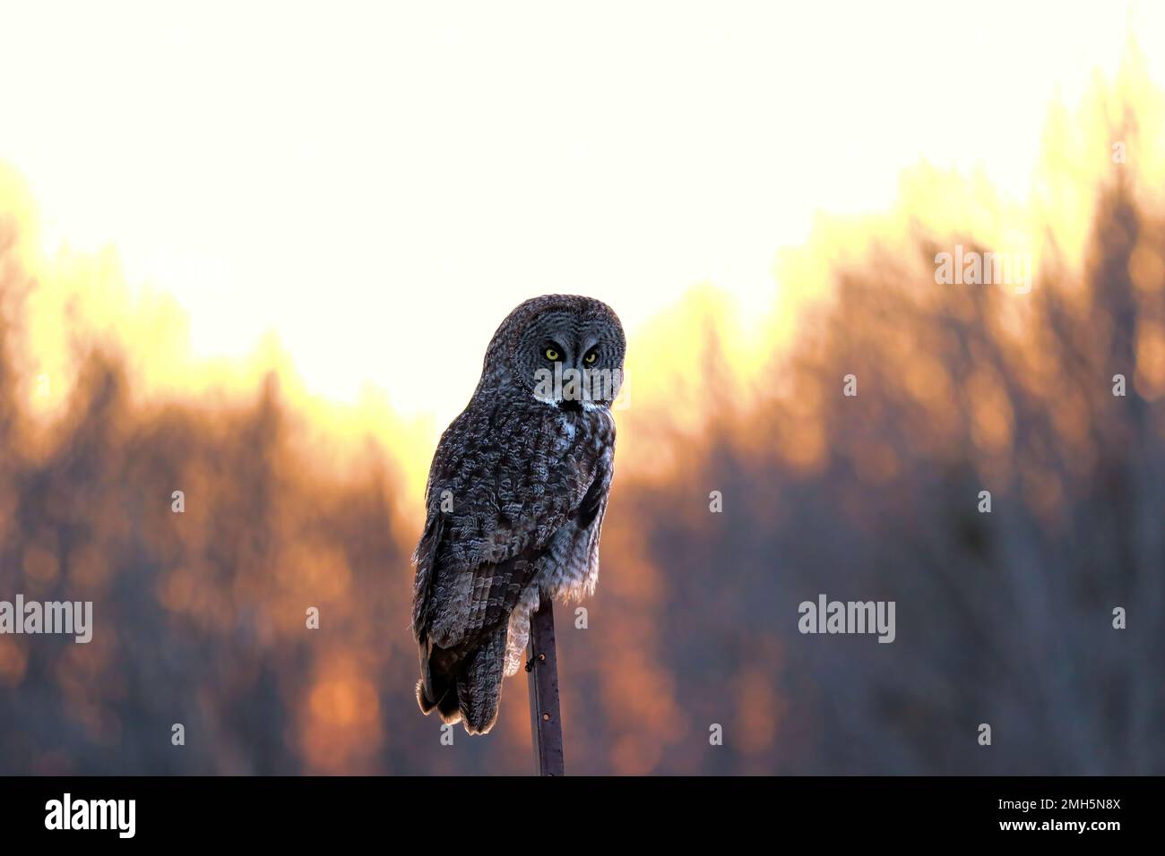 Owl at sunset hi-res stock photography and images - Alamy