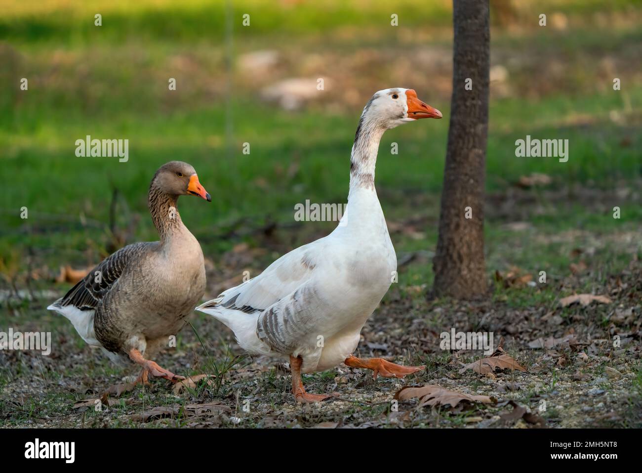 A solitary Chinese goose. A goose on the farm Stock Photo - Alamy