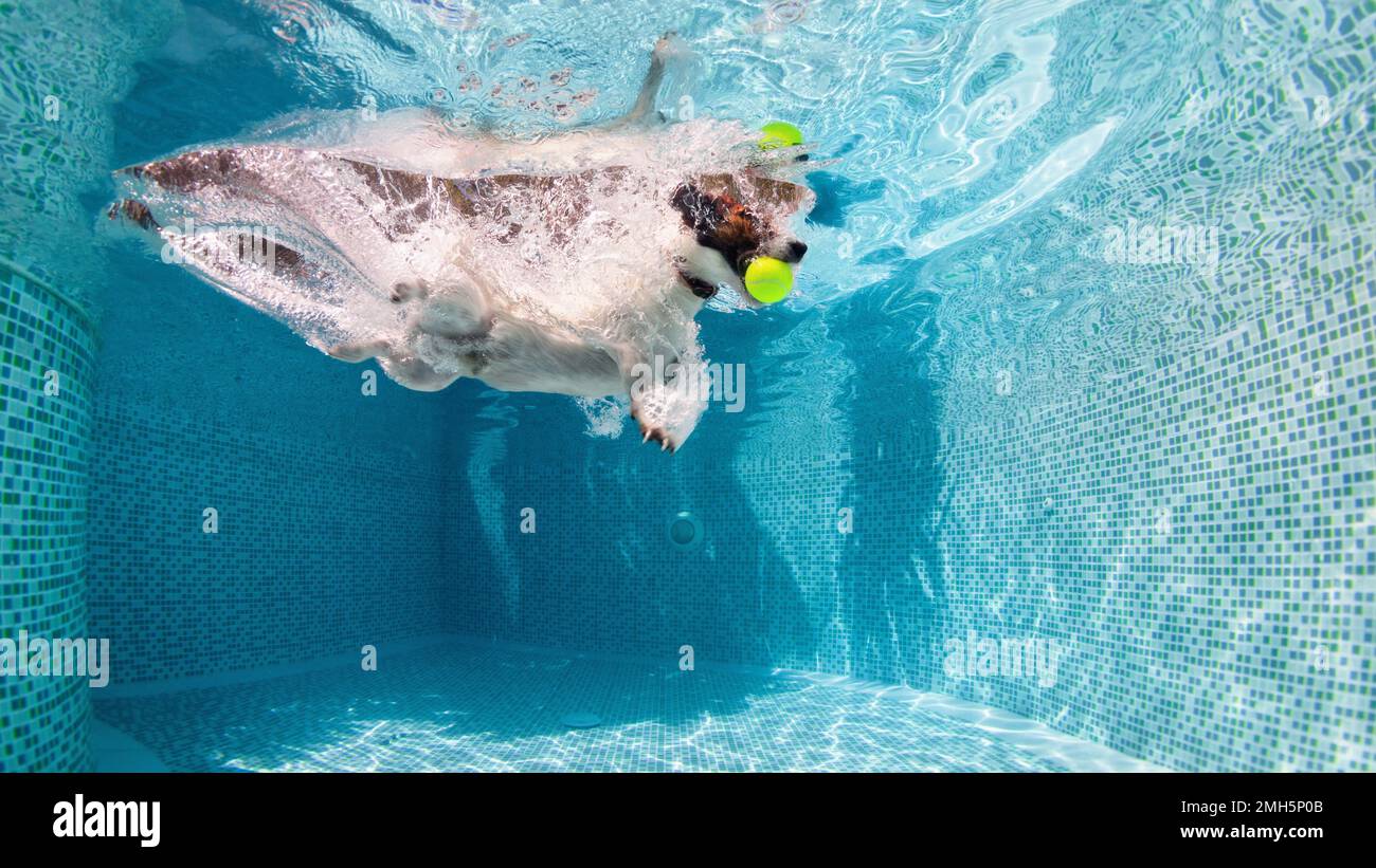 Underwater funny photo of jack russell terrier puppy playing with fun ...