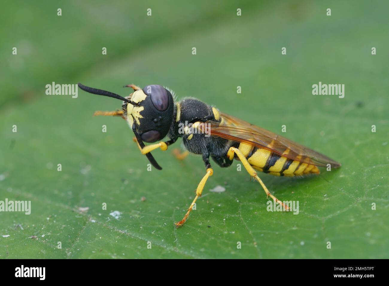 Natural closeup on the yellow striped European beewolf , Philanthus ...