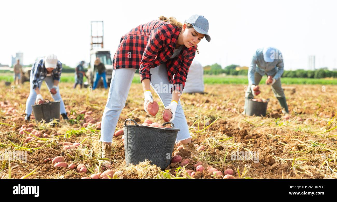 Girl farm worker picking potato tubers into bucket in field Stock Photo ...
