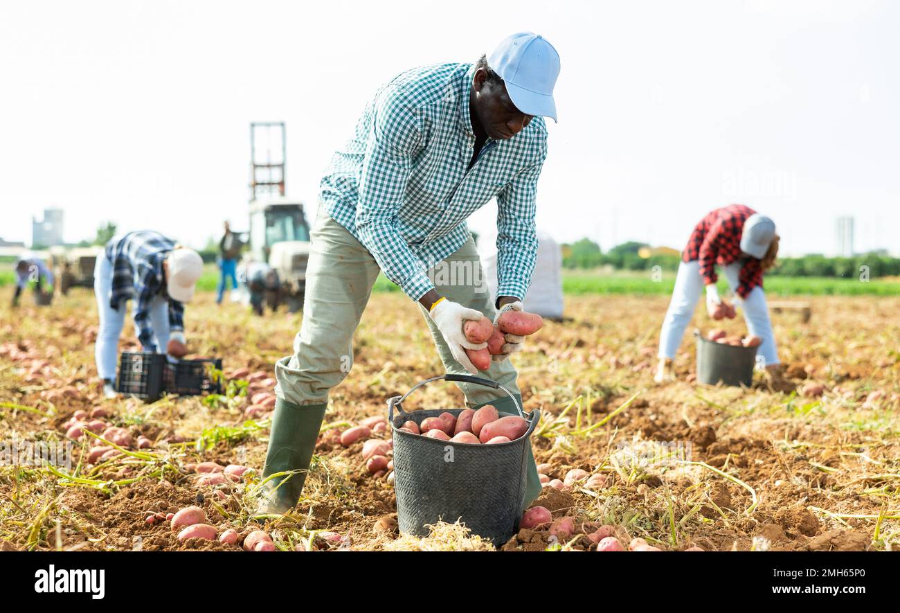 Skilled male farmer harvesting potato on field Stock Photo - Alamy