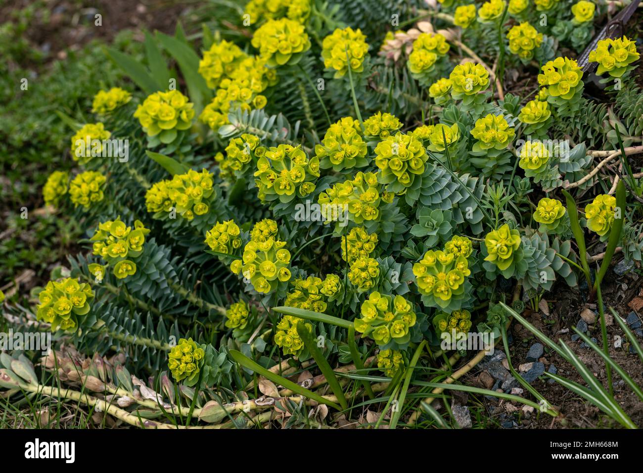 Green flowers of Myrtle Euphorbia myrsinites. The myrtle spurge, blue ...