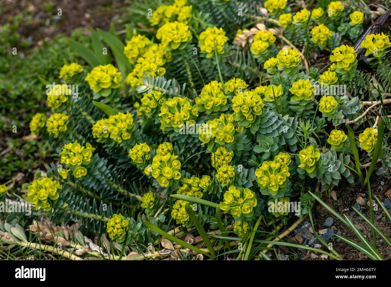 Green flowers of Myrtle Euphorbia myrsinites. The myrtle spurge, blue ...